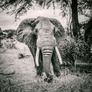 Lisa Toffolo | LensCulture