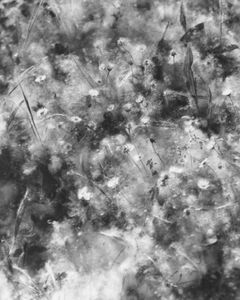 Alexandre Silberman - NATURE | LensCulture