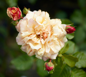 Fred Roest - The famous historic and rare roses of Belle Epoque nursery ...