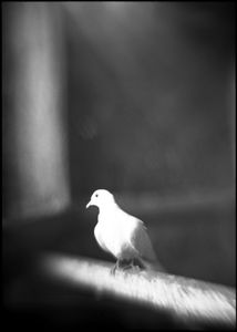 Seth Adam Cook | LensCulture