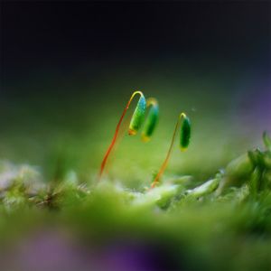 Mylene Bressan - Muscinale | LensCulture