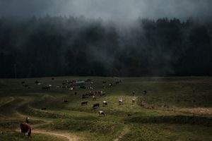 Victor Chan | LensCulture