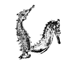 Nicolas REMY | LensCulture