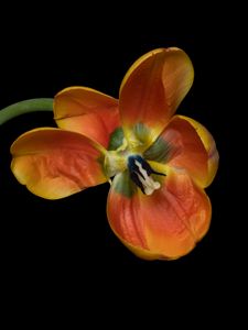 Lisa Dimitri - The Beauty in Aging | LensCulture