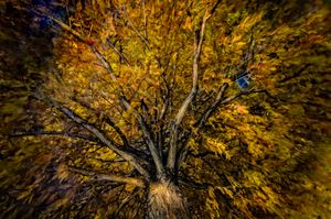 Pareidolia: Alien-Looking Tree Study (from Vibrant Night: Light ...