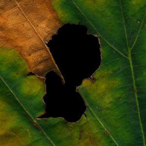 Larry Chait - Leaf Decay | LensCulture