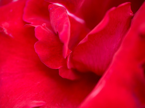 Fred Roest - The famous historic and rare roses of Belle Epoque nursery ...