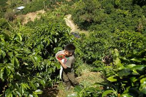 Children of The Coffee - Child Labor in Costa Rica - LensCulture