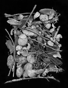 Ray Herman | LensCulture