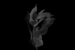 Invasive Species - LensCulture