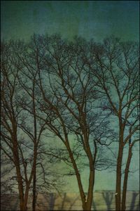 Wendy Stone - Trees | LensCulture