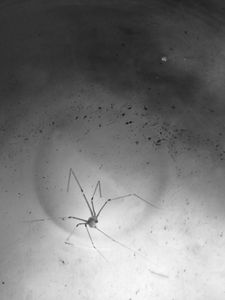 Richard Reitz Smith | LensCulture