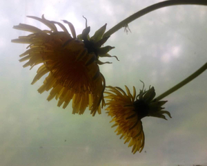 Steven Parisi - Gentile - this still life | LensCulture