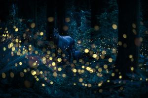 Kazuaki Koseki - Summer Mythology Forest | LensCulture