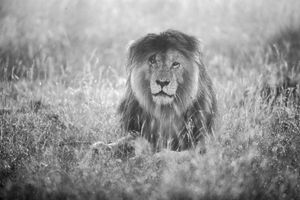 Johan Willems | LensCulture