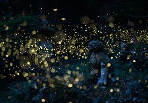 Kazuaki Koseki - Summer Mythology Forest | LensCulture