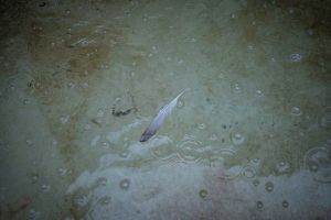 Alessandro Inches | LensCulture