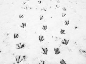 Rixa Lohmann - Grauzeit // A grey world | LensCulture