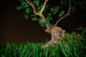 Pareidolia: Alien-Looking Tree Study (from Vibrant Night: Light ...