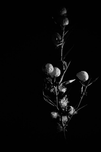 Romy Cohen - Seed | LensCulture