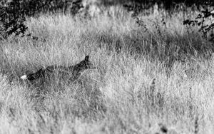 Alexander Hannah | LensCulture