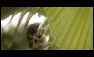 EVOLUTION: The Genius Equation, documentary! - LensCulture