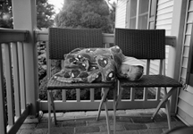 The Locusts - Photographs by Jesse Lenz | Book review by Justin Herfst ...